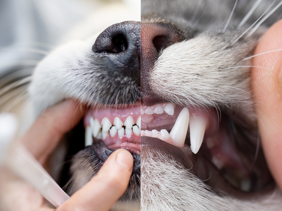 Gesundheit beginnt im Maul - Tipps für gesundes Zahnfleisch bei Hund ...